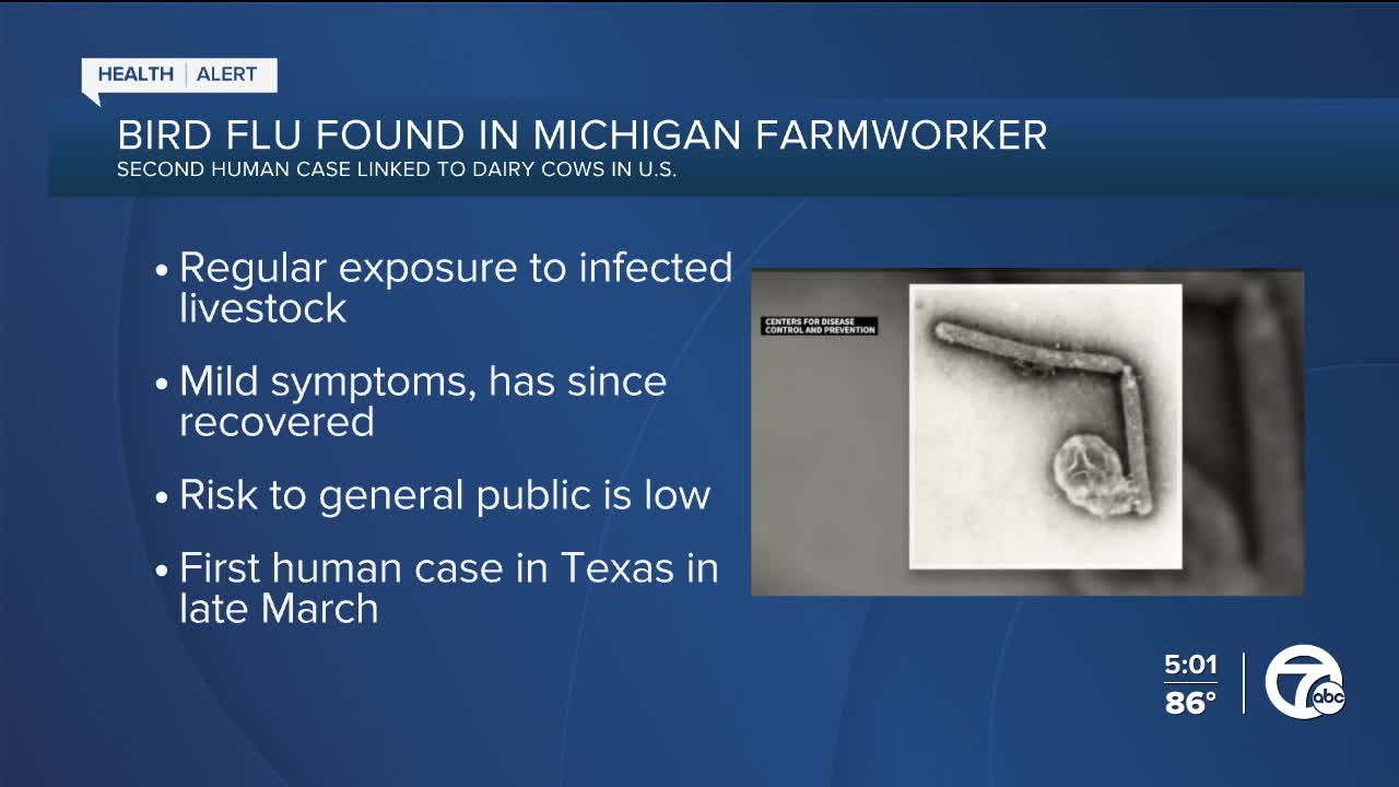 Michigan farmworker diagnosed with bird flu, 2nd US case tied to dairy cows