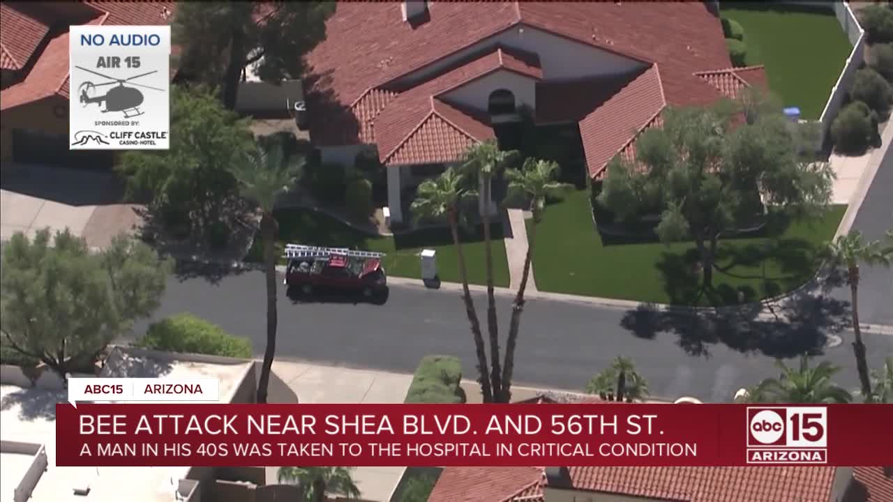 Man in critical condition after bee attack near 56th Street and Shea