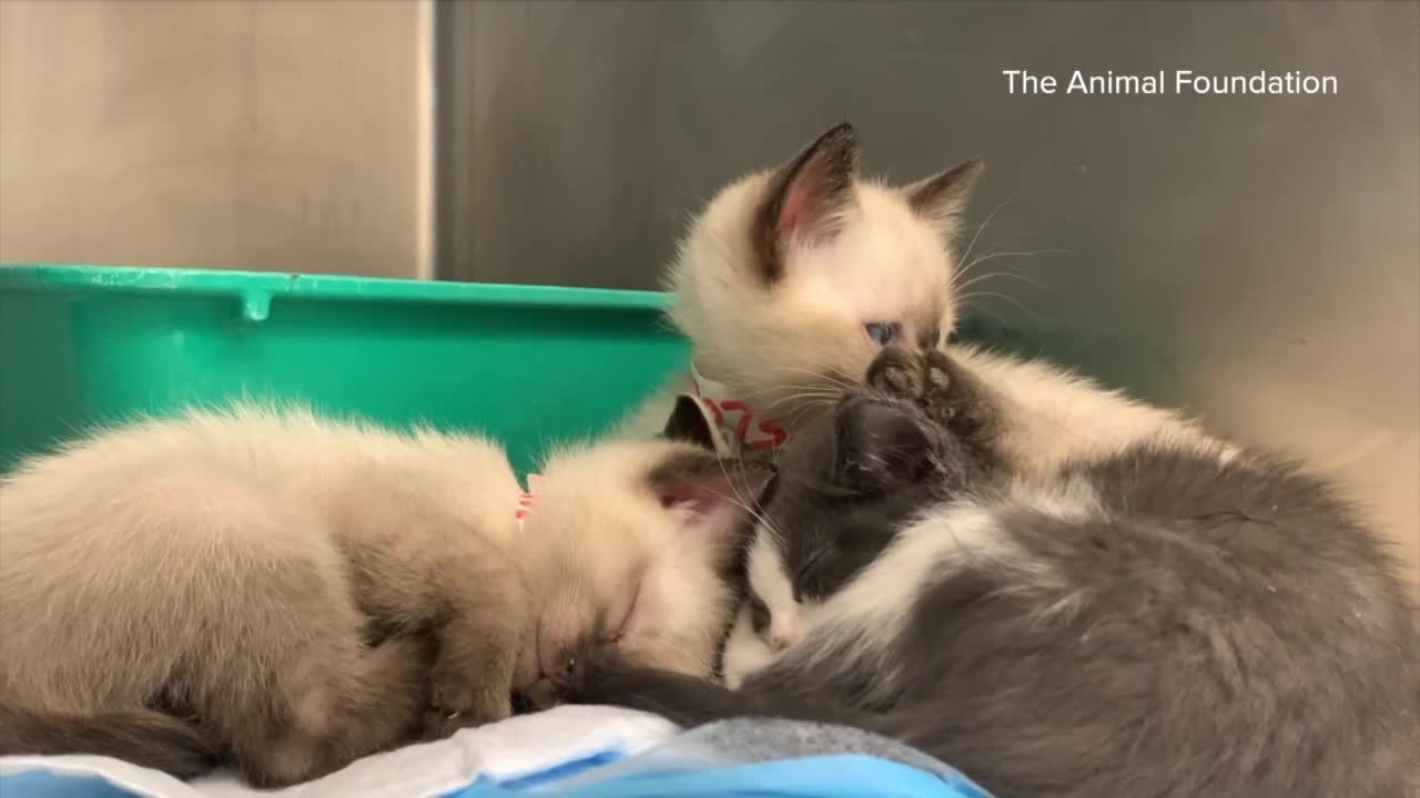 The Animal Foundation