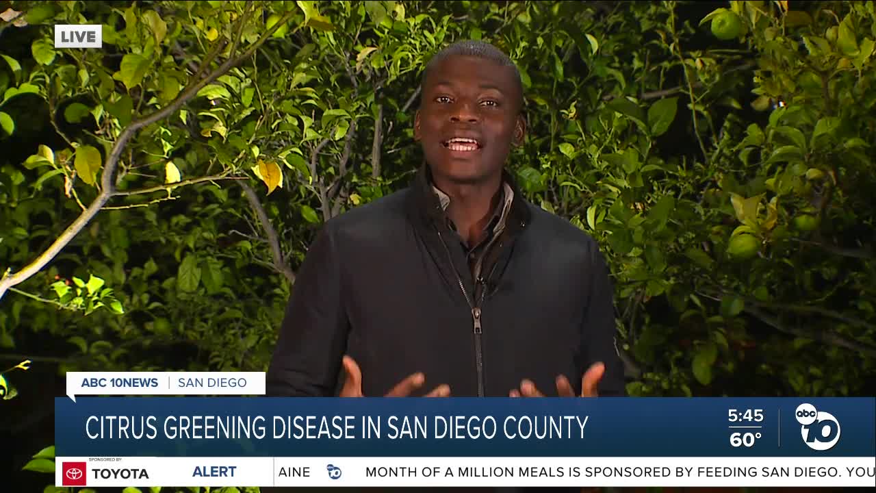 ABC 10News Anchor Wale Aliyu takes a closer look at Citrus disease ...