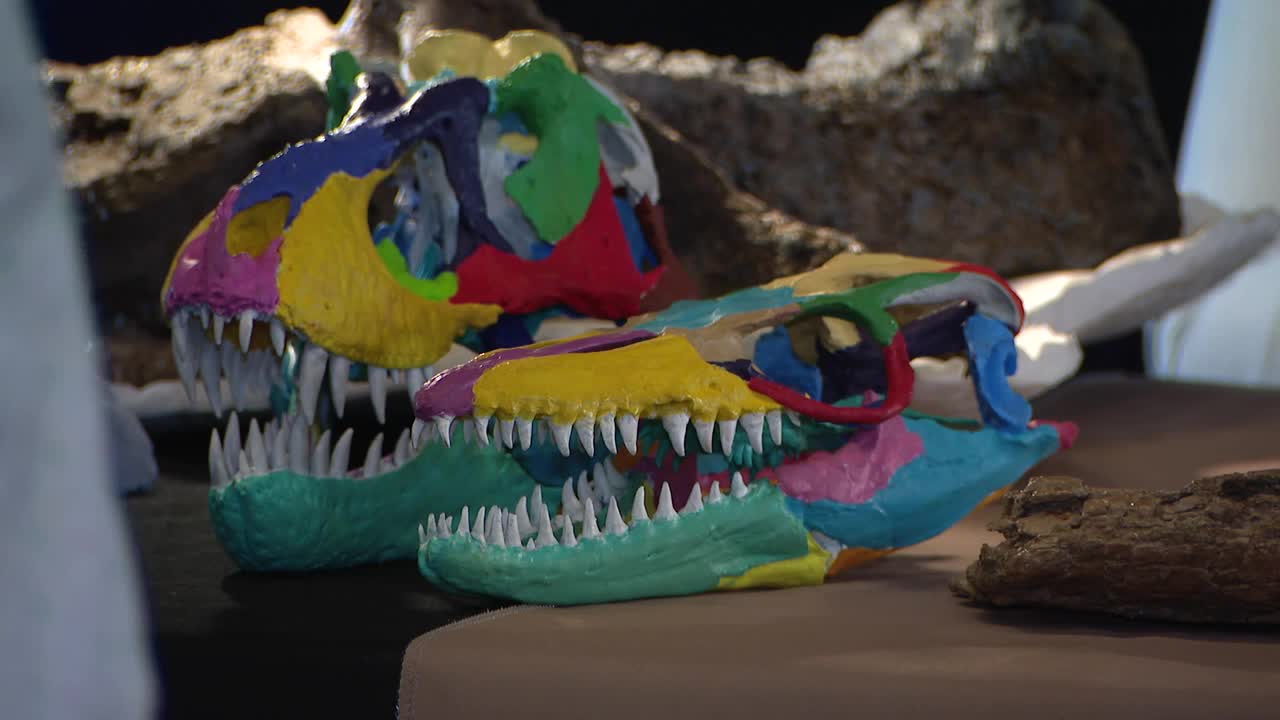 Colorado scientists unveil 3D-printed skull of rare Tyrannosaur Wednesday