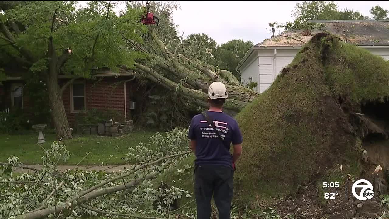 'All I did was panic.' Driver describes scary moment trees smashed into ...