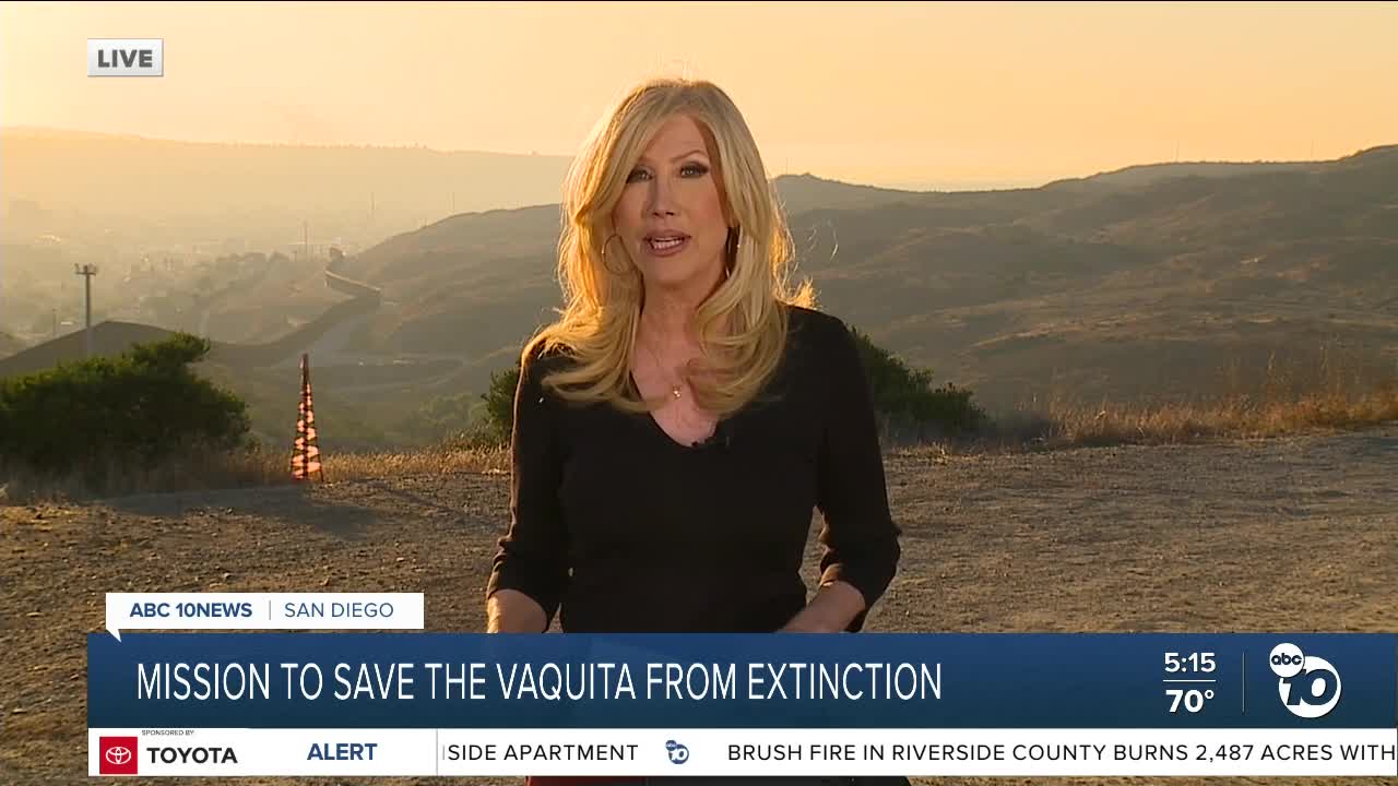 ABC 10News Anchor Kimberly Hunt looks into fight to save vaquita