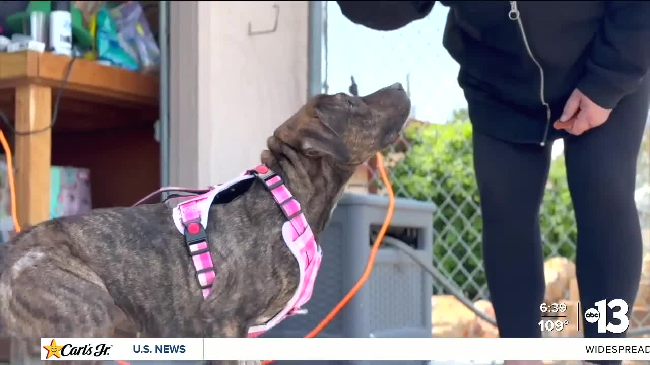 Justice, once severely abused pup, finds forever home