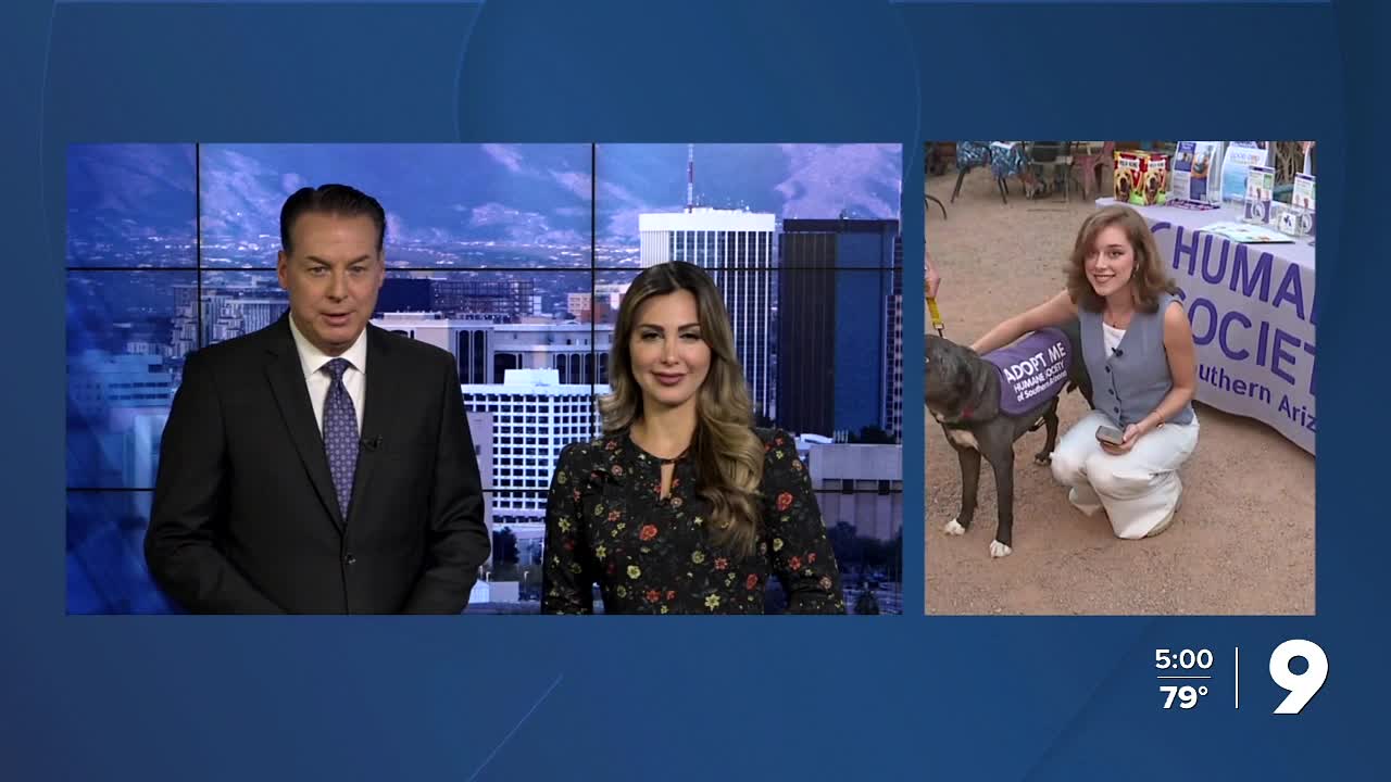 'Giving Tattoos Day': HSSA brings awareness to spaying and neutering pets