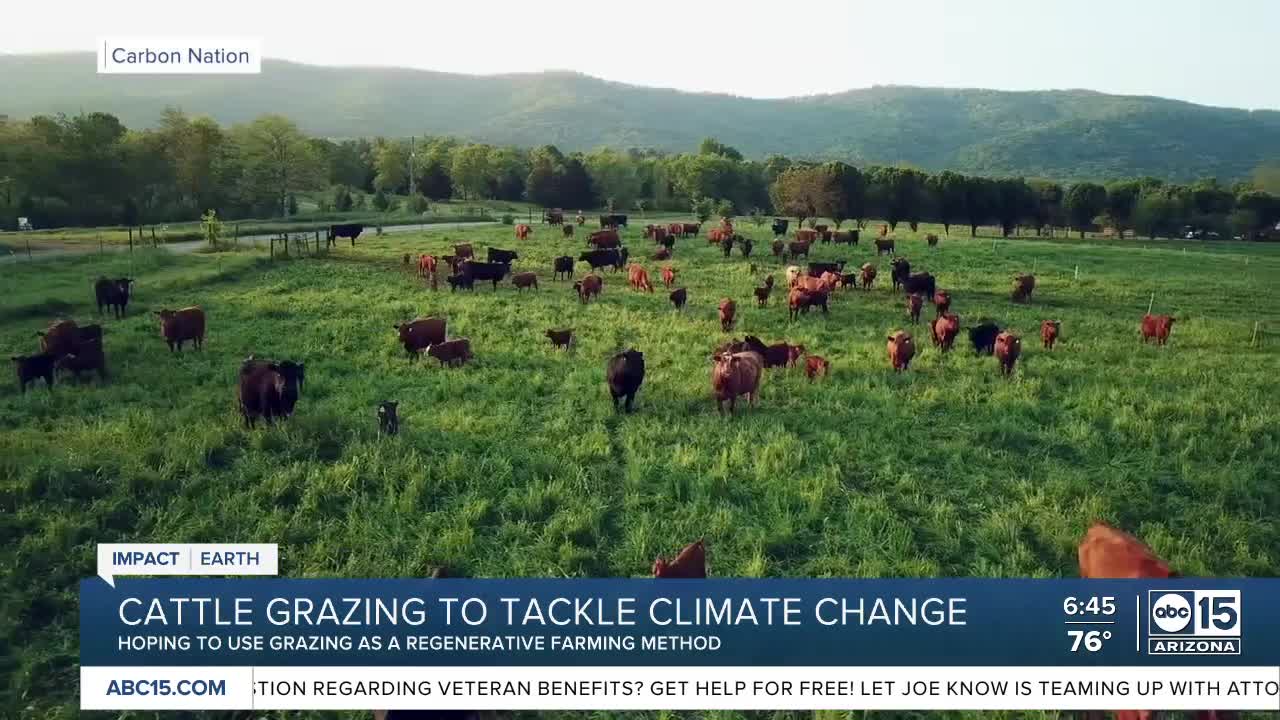 Cows a solution for climate change: ASU professor wants to share ideas