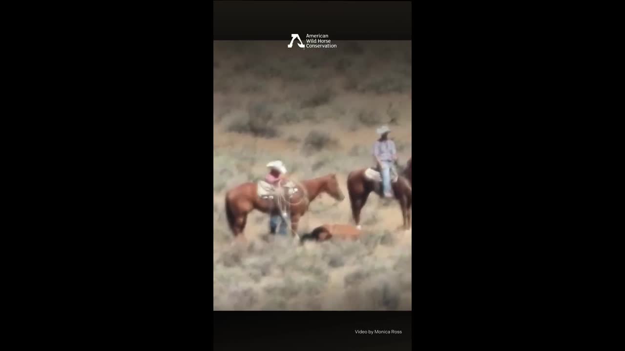 Video surfaces of wild horse being kicked in head during BLM roundup