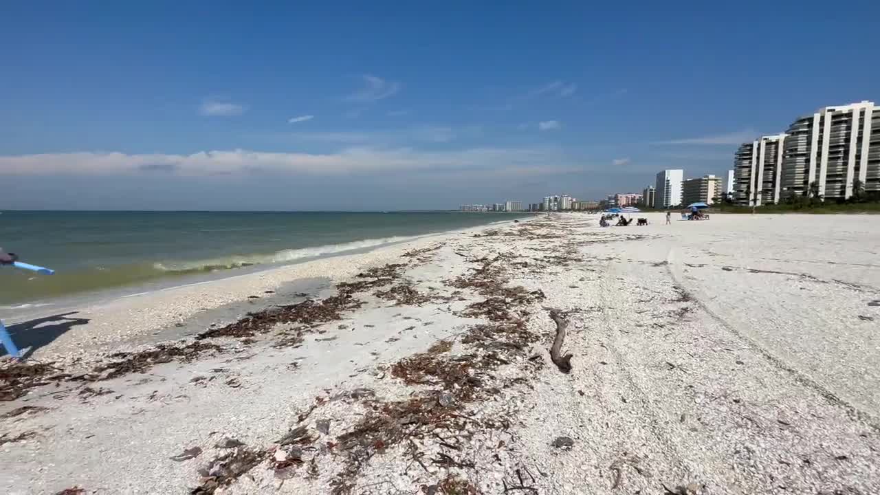 'HORRIBLE SMELL': Thousands of pen shells wash up on Marco Island after ...