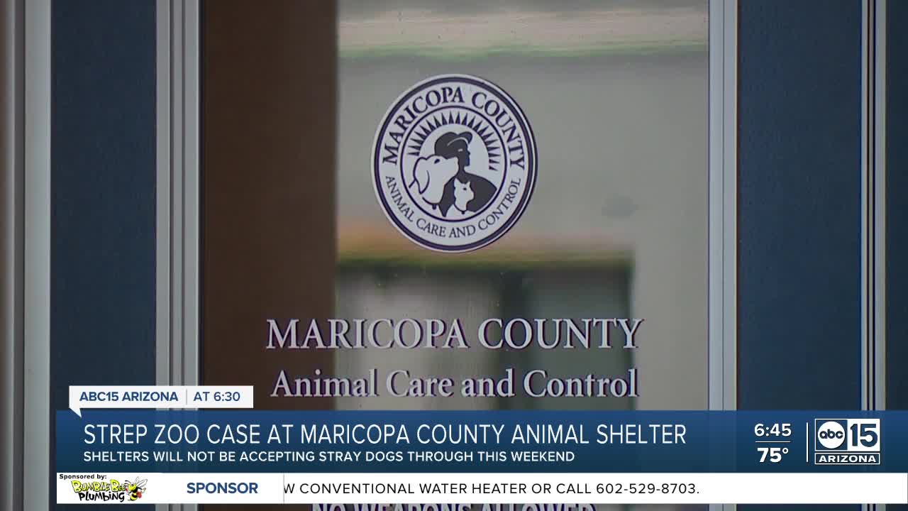 MCACC dog dies from 'Strep Zoo,' operations halted while other dogs treated