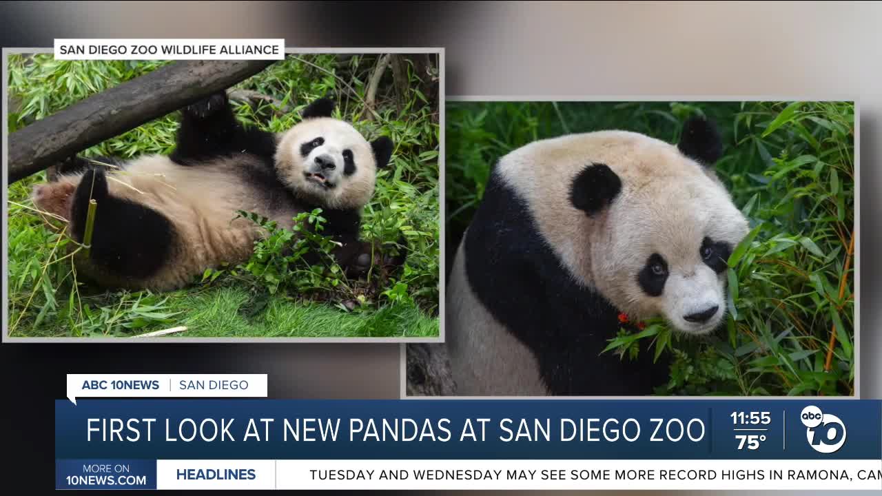 A first look at the new pandas at the San Diego Zoo