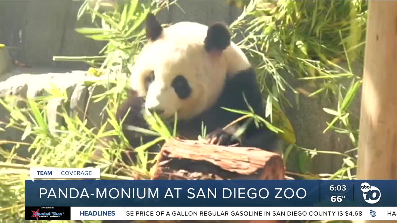 New pandas make public debut with opening of San Diego Zoo's Panda Ridge