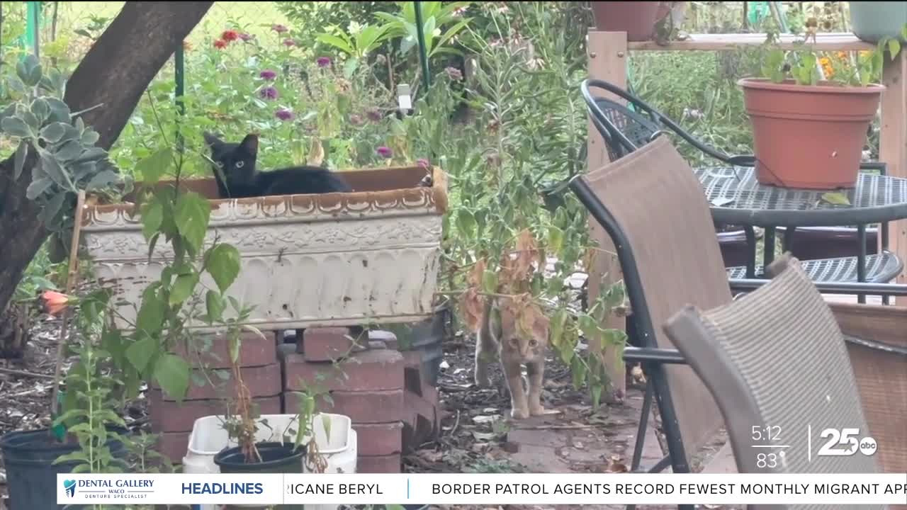 Trap, neuter, release: Animal Clinic provides resources to catch ...