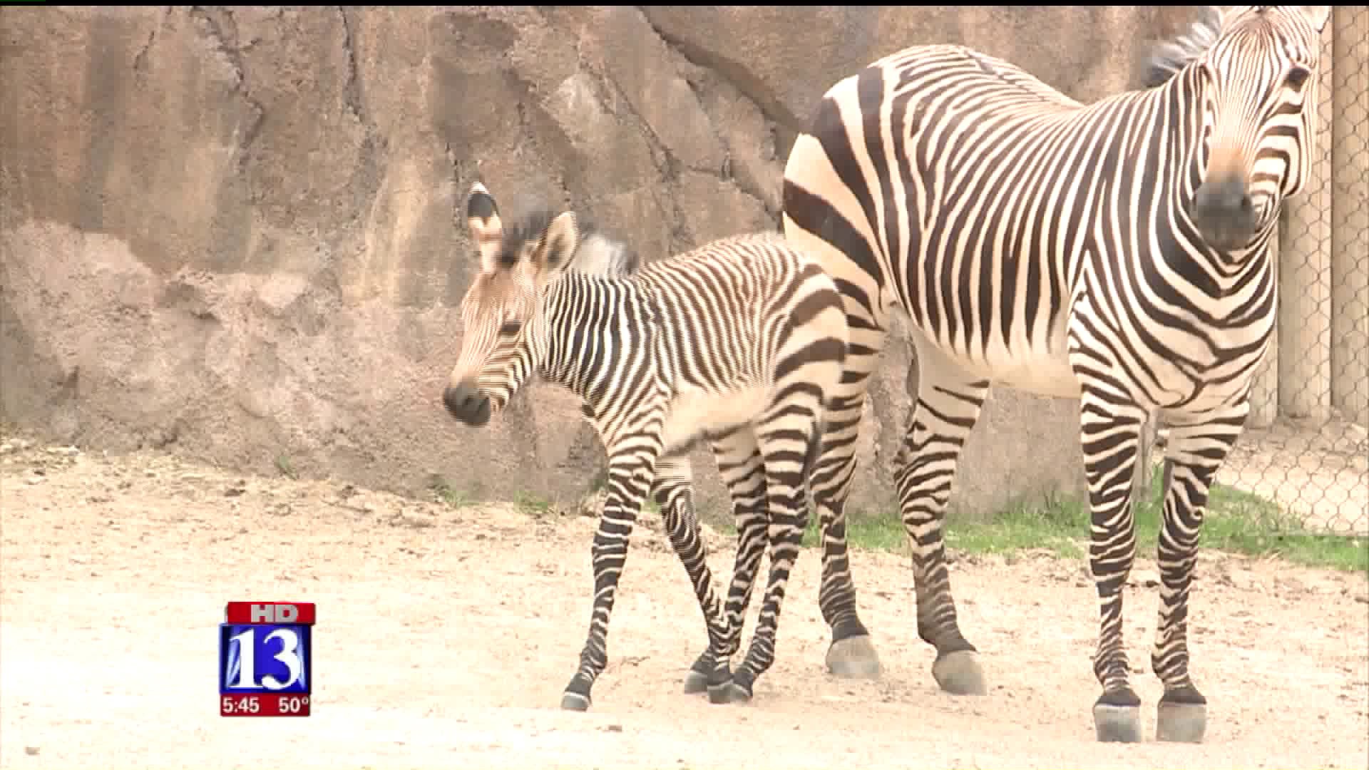 Hogle Zoo welcomes new baby Zebra