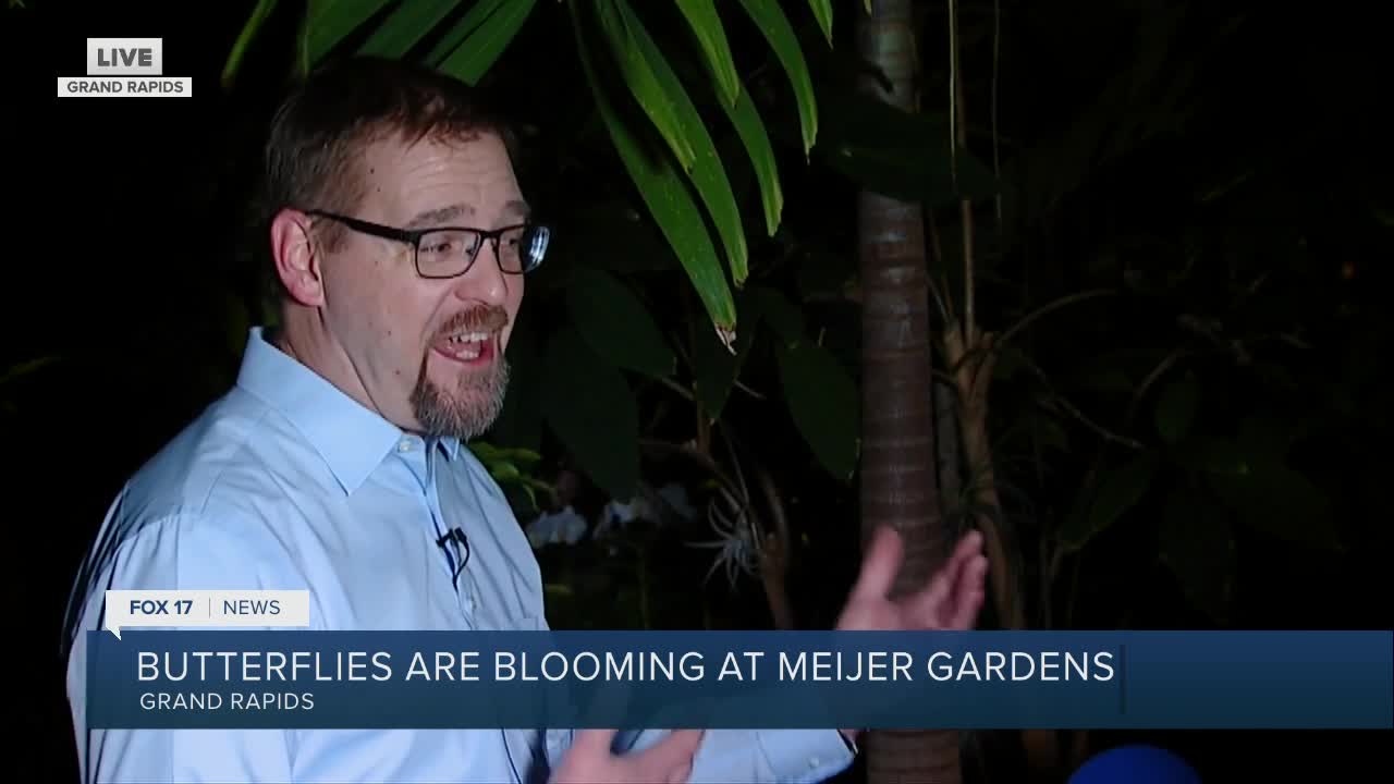 Butterfly, moth exhibit opens its 28th year at Frederik Meijer Gardens