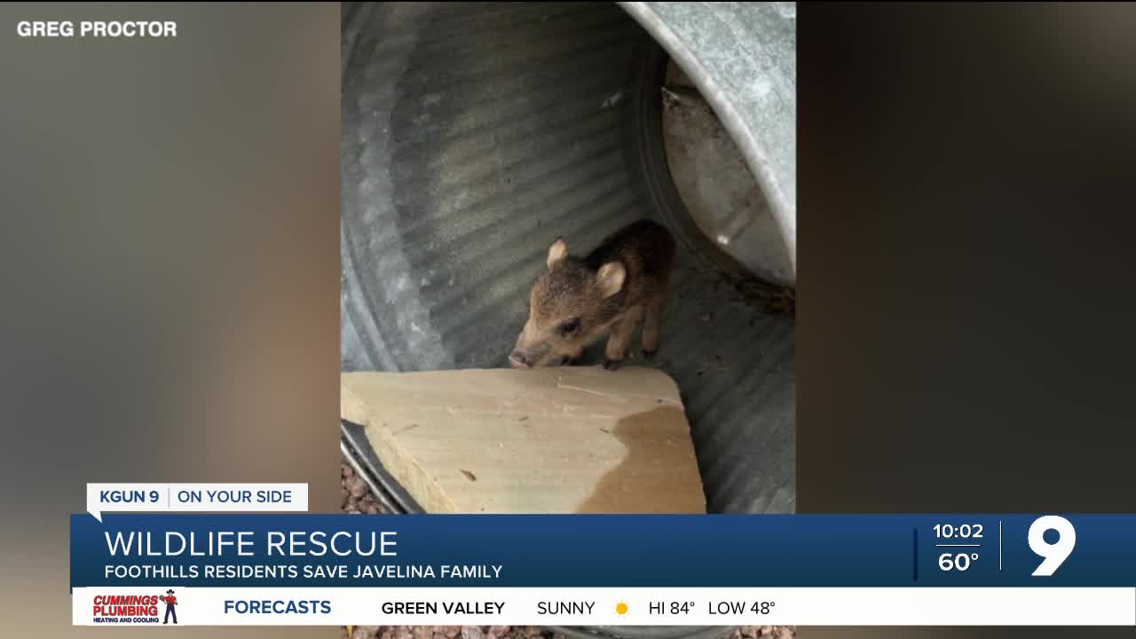 Game and Fish: Javelina attack 11-year-old child and one adult