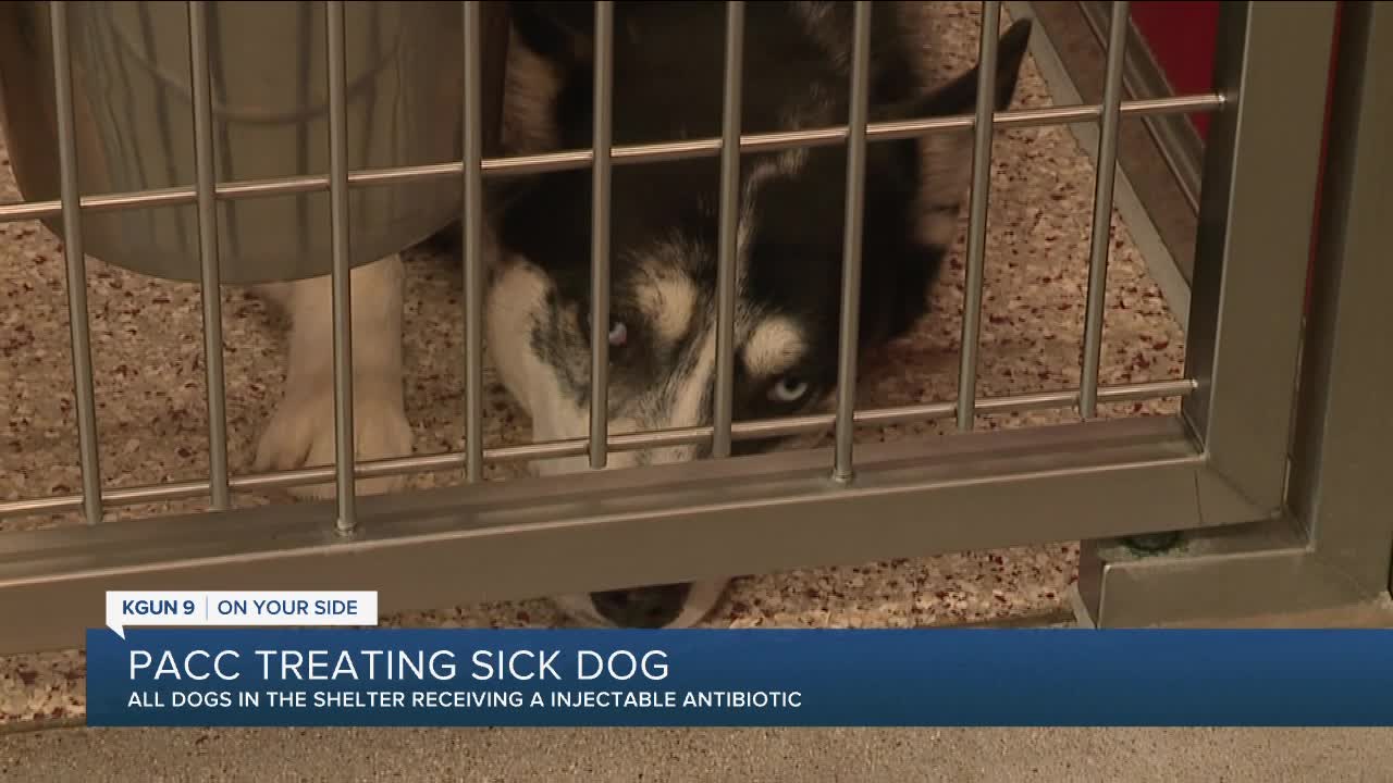 Pima Animal Care Center closed Monday, Jan. 23, reports no new 'Strep ...