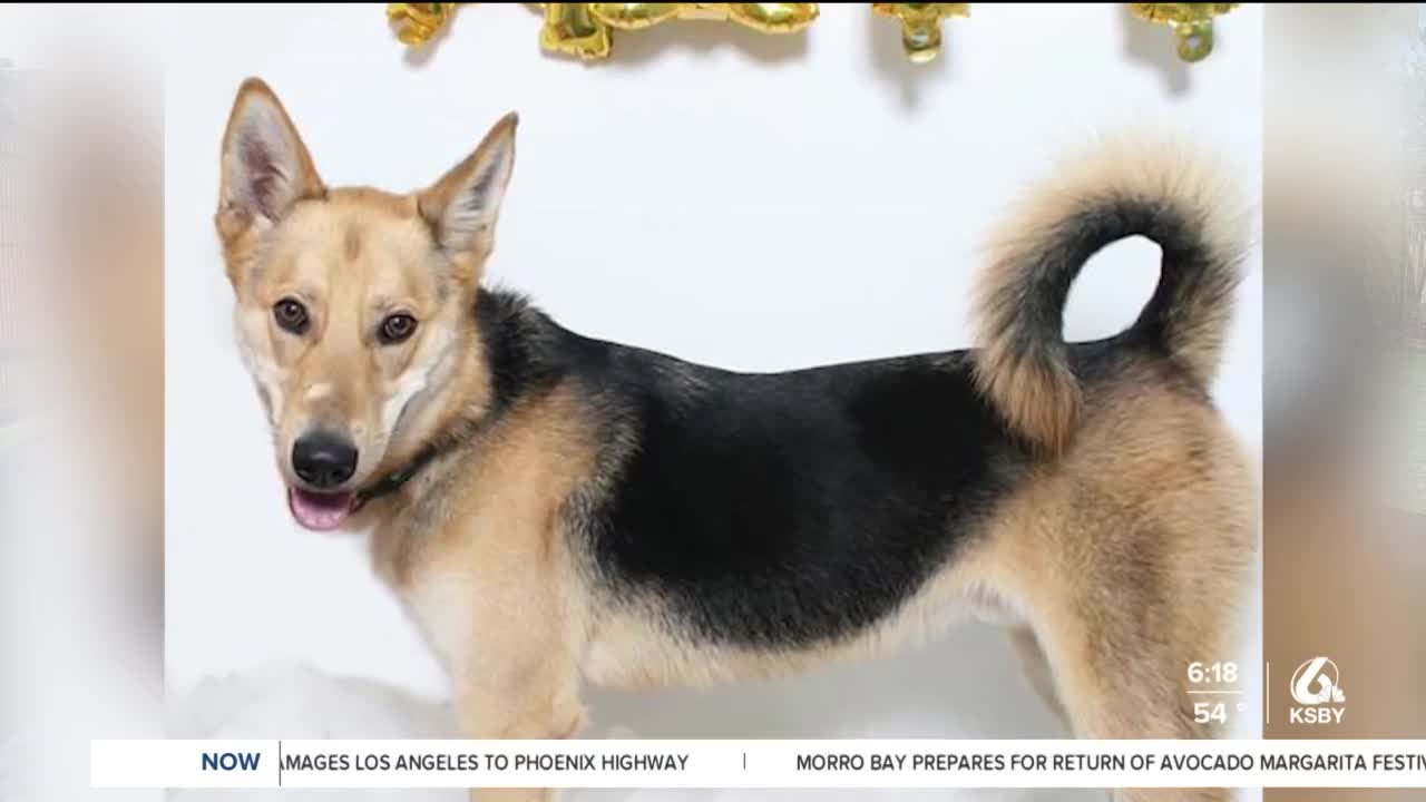 Meet Strider, our pet of the week on National Dog Day!