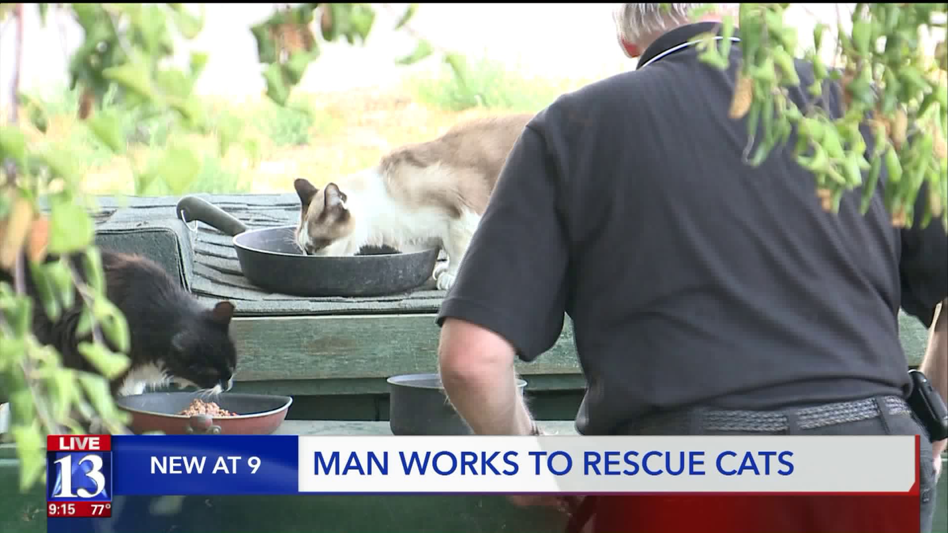 Man receives big gift after taking care of feral cats in need for more ...
