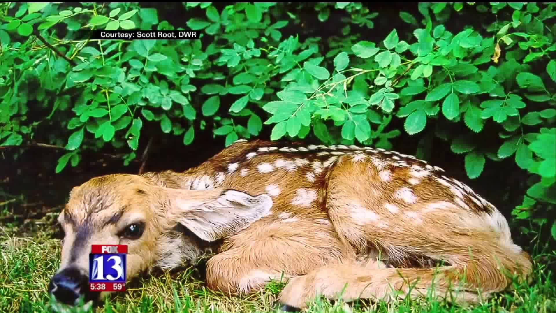 Wildlife officials say baby animals may be adorable, but keep your distance