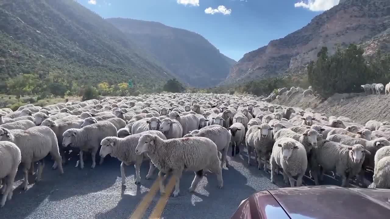 Lamb Jam! Hundreds of sheep block Utah canyon road