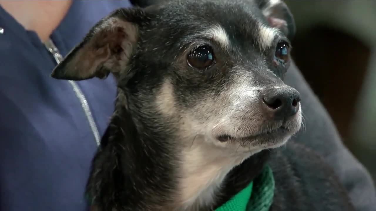 Denver animal shelter seeing unusual drop in dog adoptions
