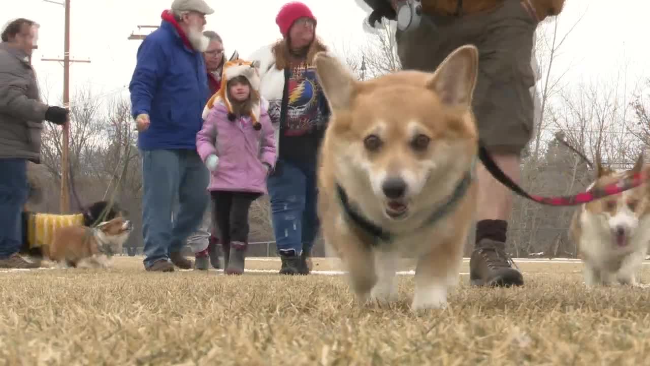 Dogs compete in Missoula Valley Corgi Olympics