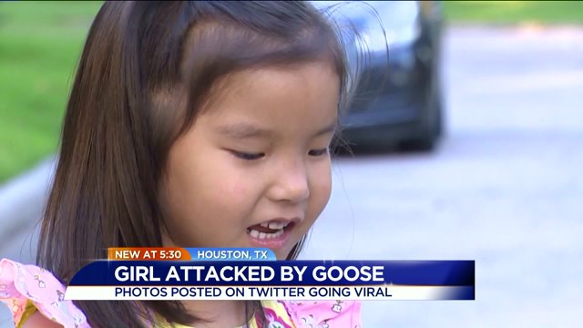 Photos of 5-year-old girl attacked by goose goes viral