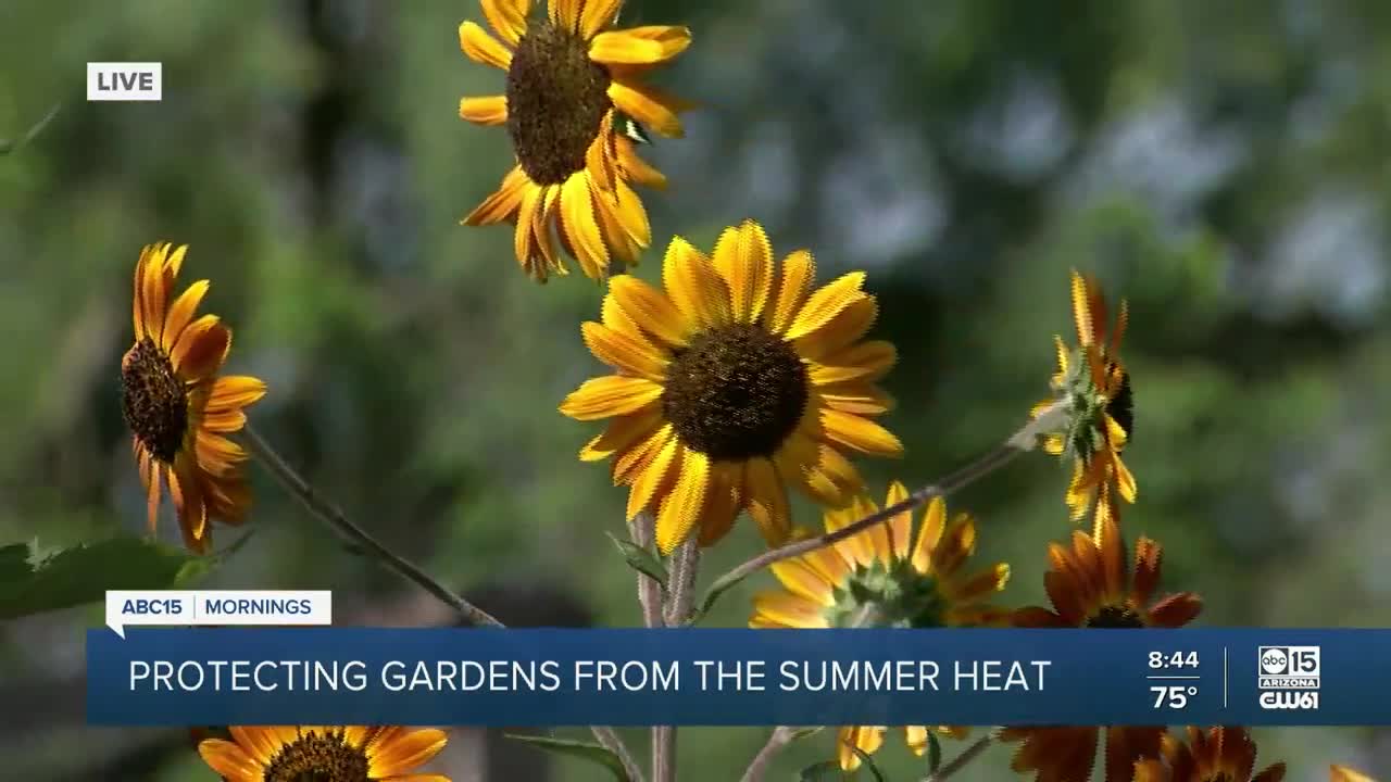 Tips for protecting plants from summer heat