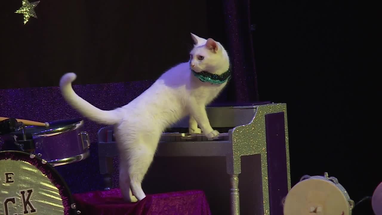 Amazing Acro-Cats circus troupe visits Richmond: 'You can train cats'