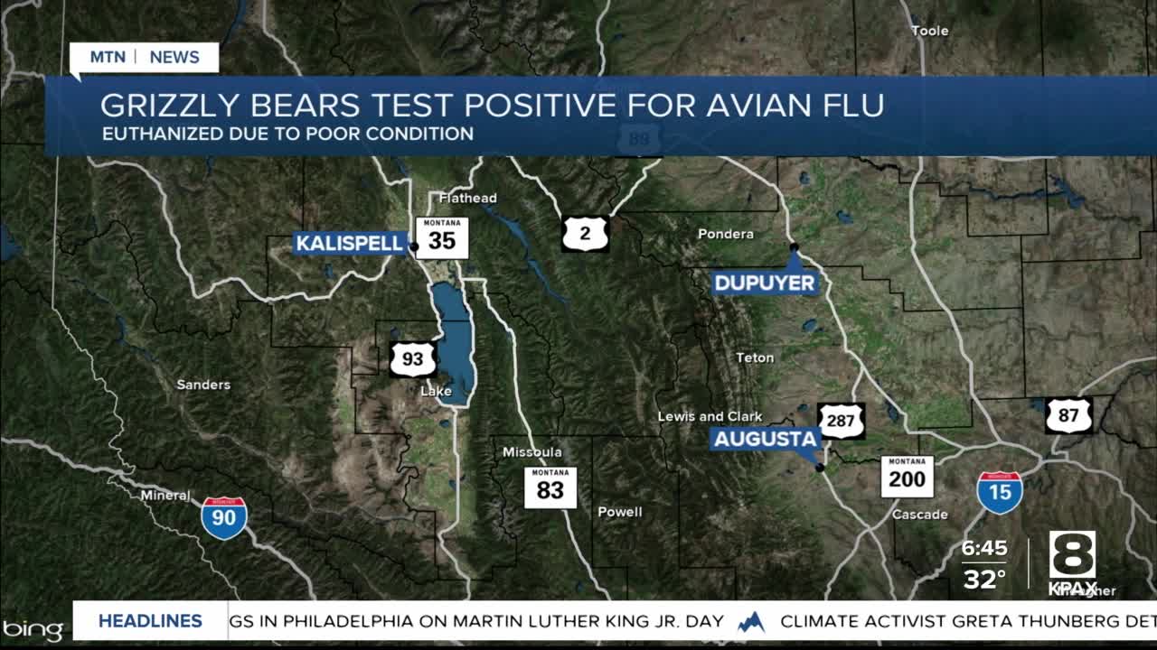 Three grizzly bears in Montana test positive for avian influenza