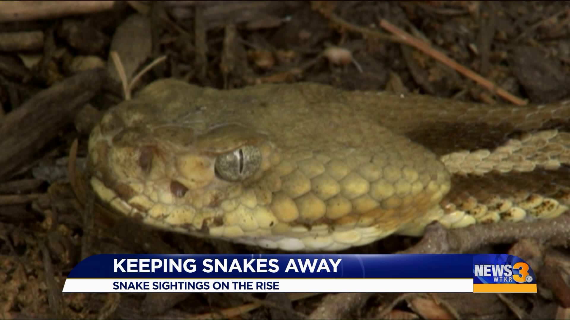 Snakes are popping up across Virginia – Here’s how to keep them away ...