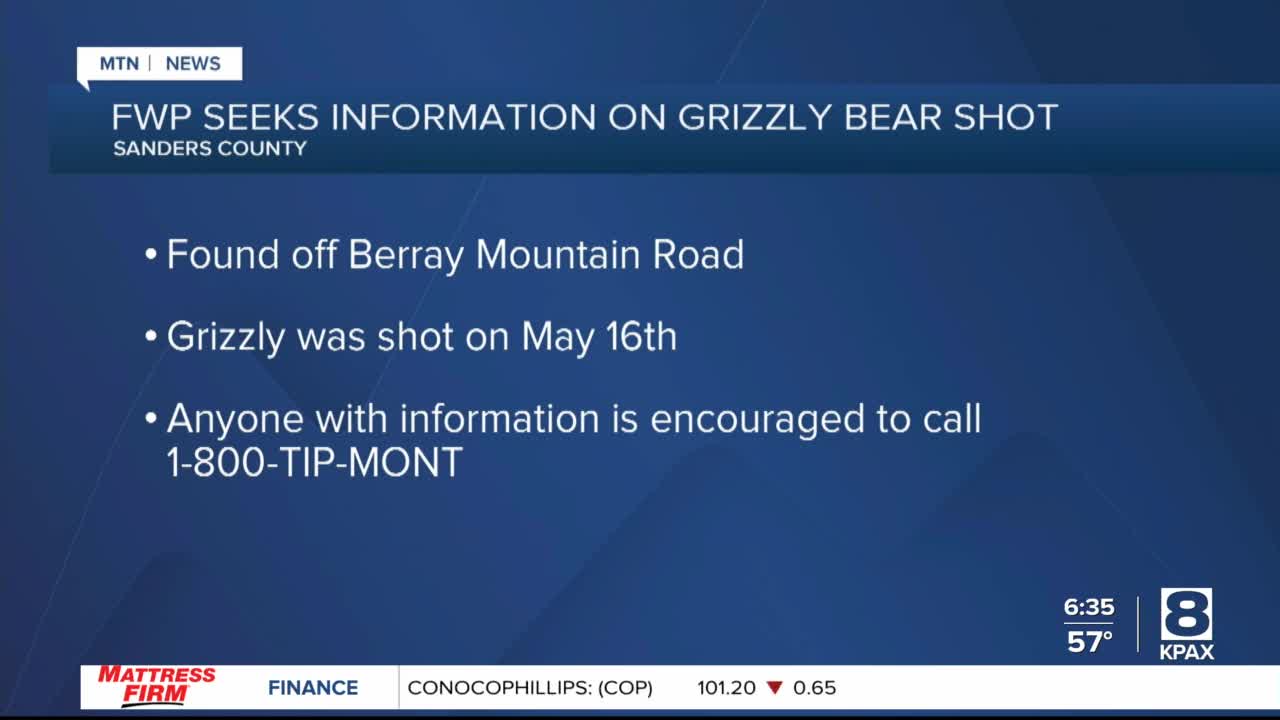 Information sought on grizzly bear shot in Sanders County