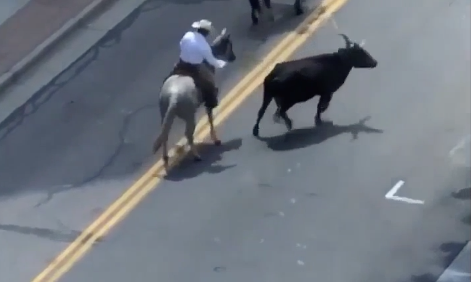 Cow charges lobby of building in downtown Colorado Springs