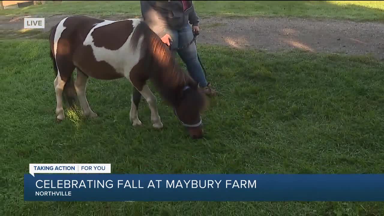 Maybury Farm Corn Maze opens for 2020 season