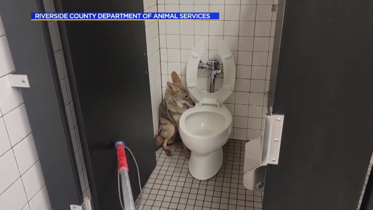 VIDEO: coyote takes refuge in school bathroom