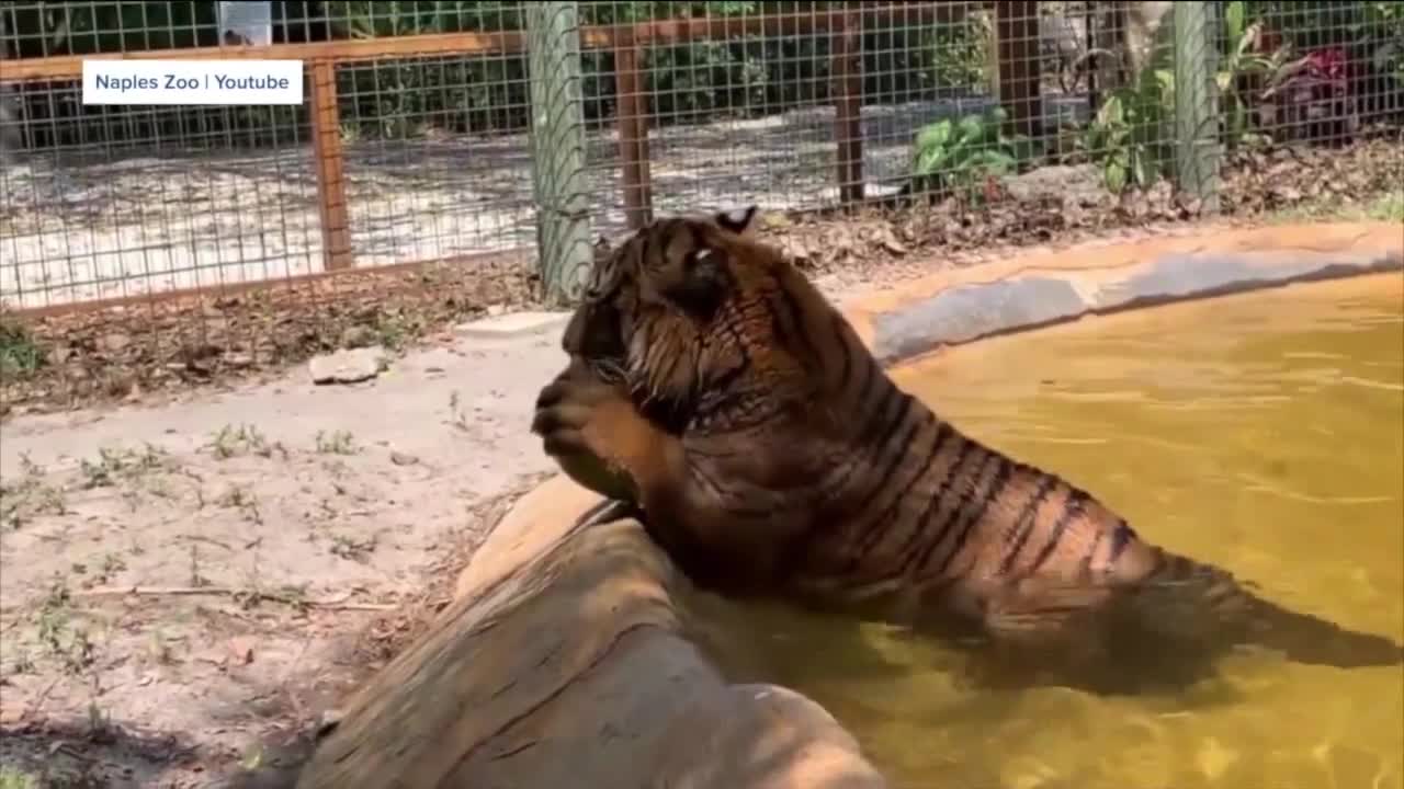 One year since tiger mauling at Naples Zoo