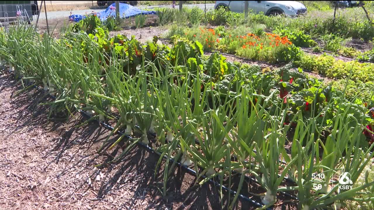 City Farm SLO opens applications for Summer Youth Empowerment Program