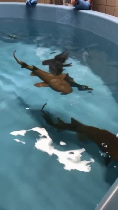 Wisconsin researchers look to sharks to improve cancer detection, treatment