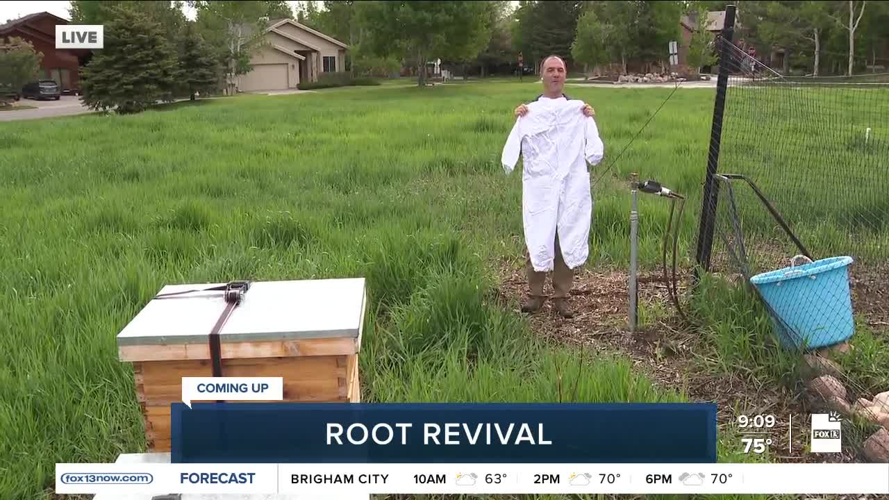 Root Revival