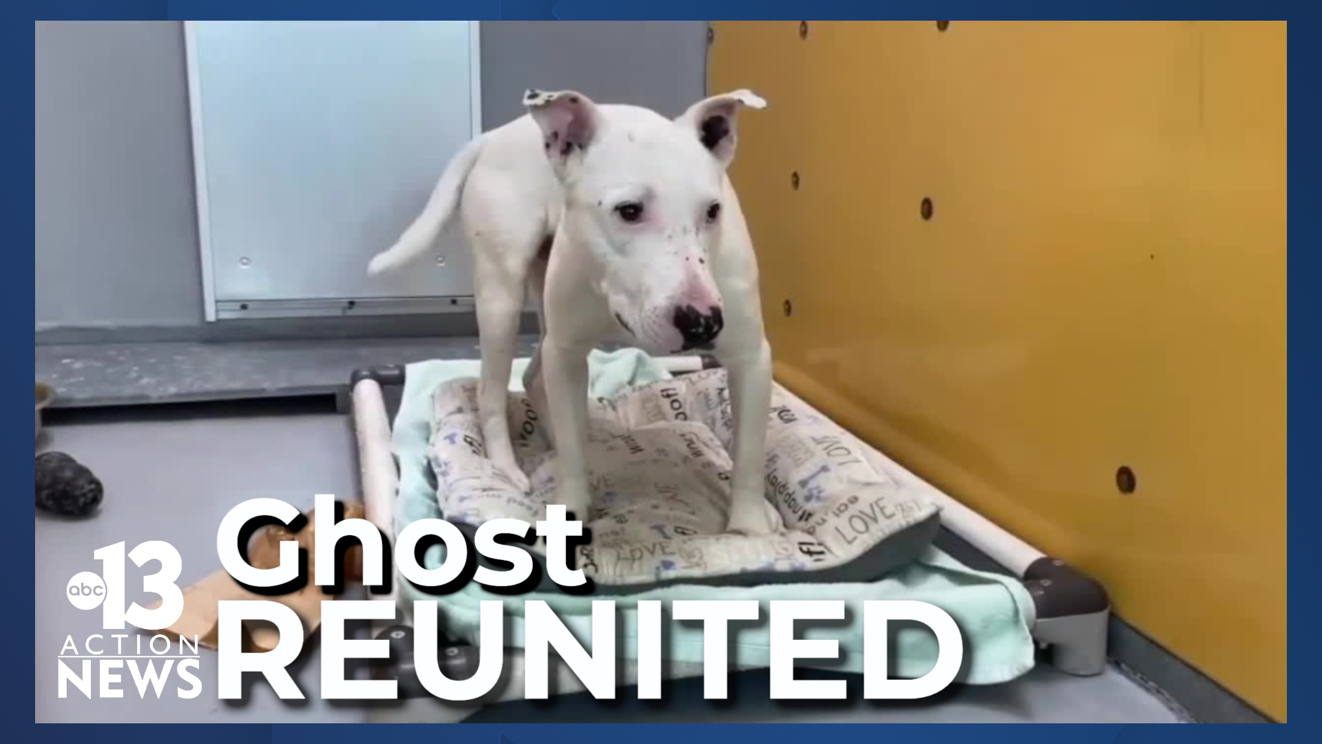 Reunited at last: Dog at center of custody dispute returns home