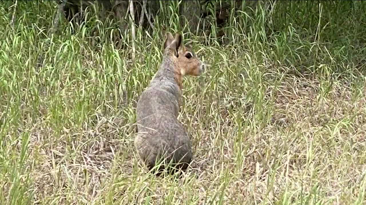 Strange non-native animal identified after sightings at Lakewood park