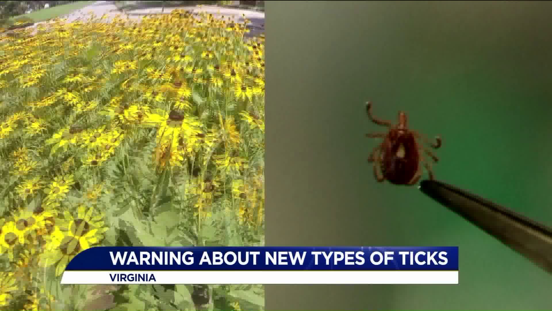 ODU research team ramps up research on new tick species across Hampton ...