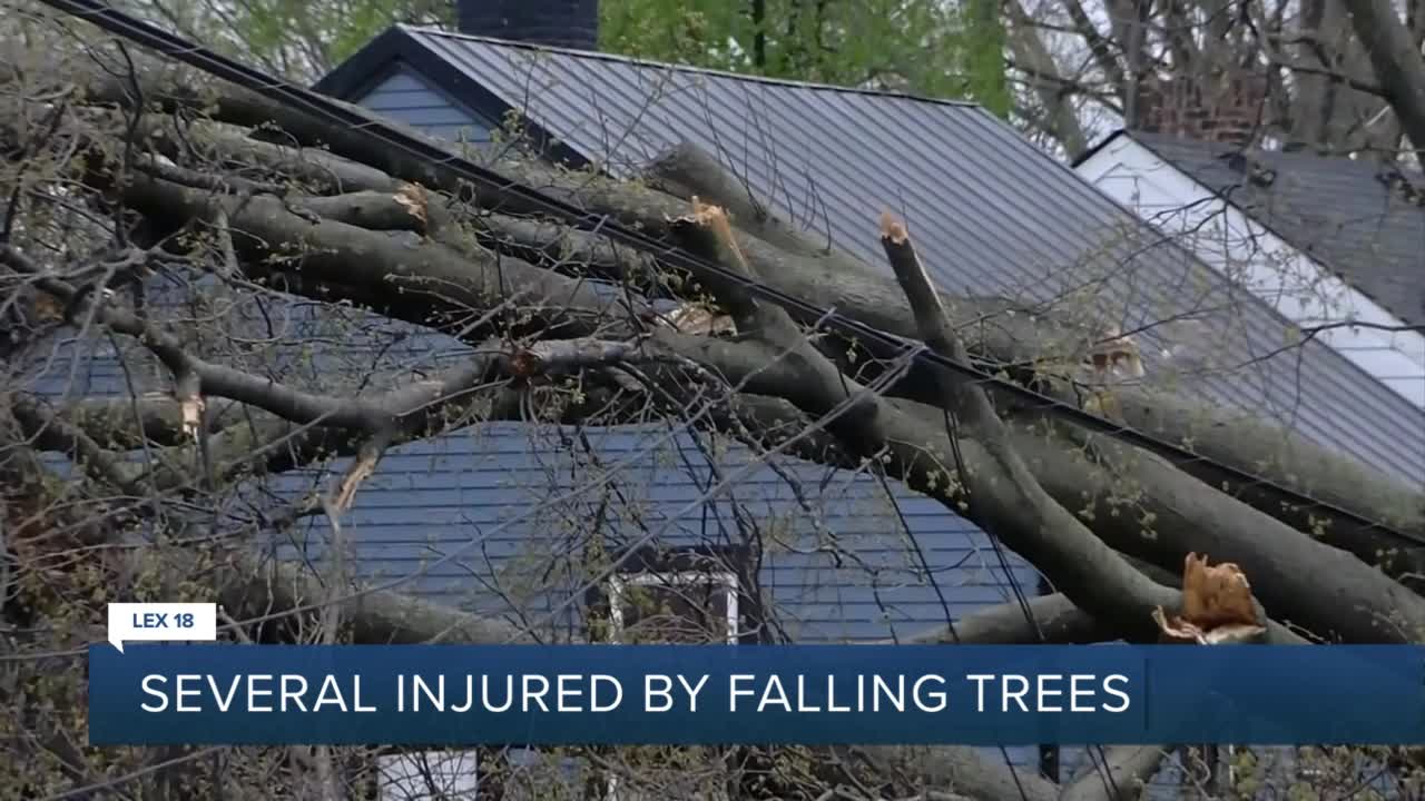Falling trees, branches injure several people over weekend