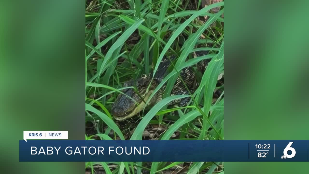 Alligator found in Southside back yard