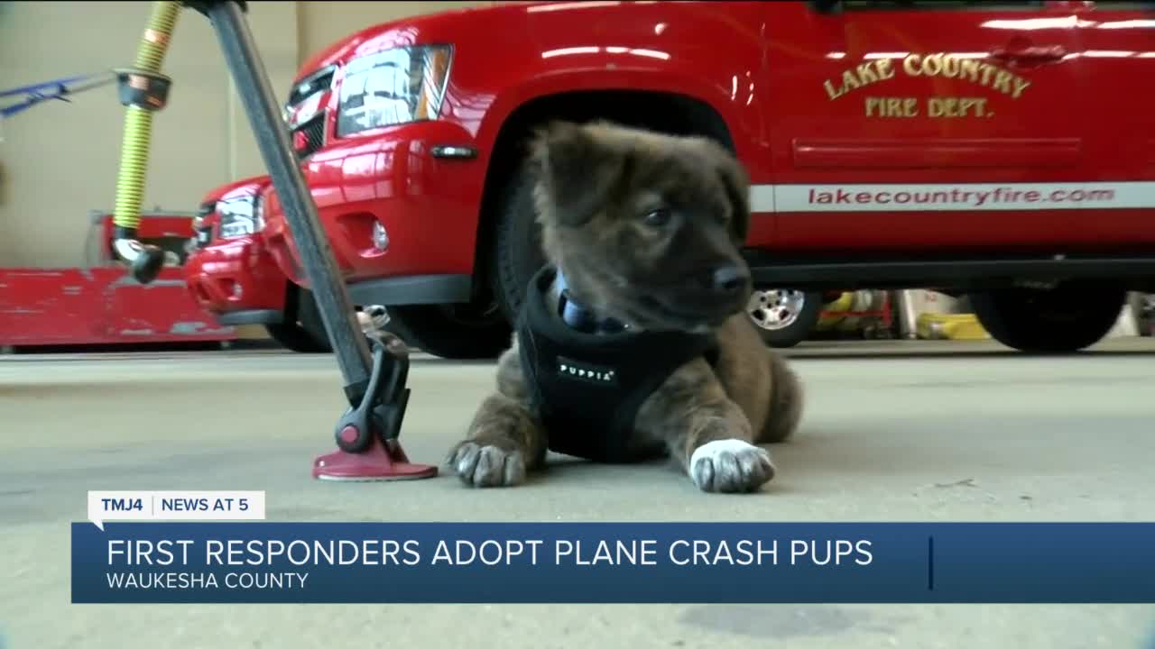 Plane filled with 50+ dogs crash lands into the hearts of their rescuers
