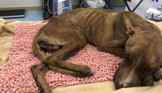 Dog that was buried in Dorian debris continues recovery