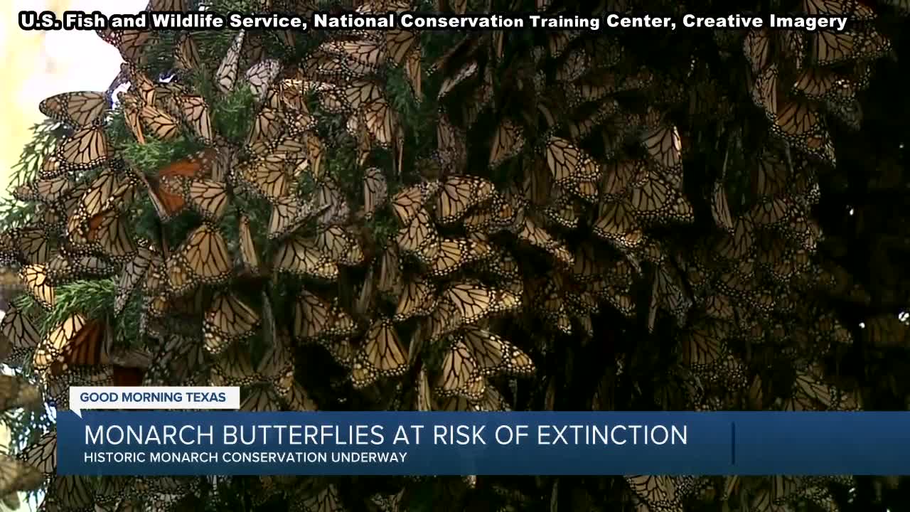 Groundbreaking effort to conserve monarch butterfly population extends ...