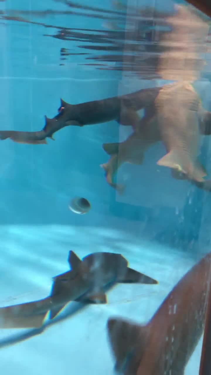 Wisconsin researchers look to sharks to improve cancer detection, treatment