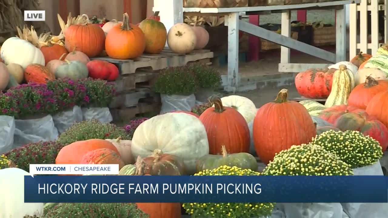 U-Pick Pumpkins are still available at Hickory Ridge Farm in Chesapeake! 🎃