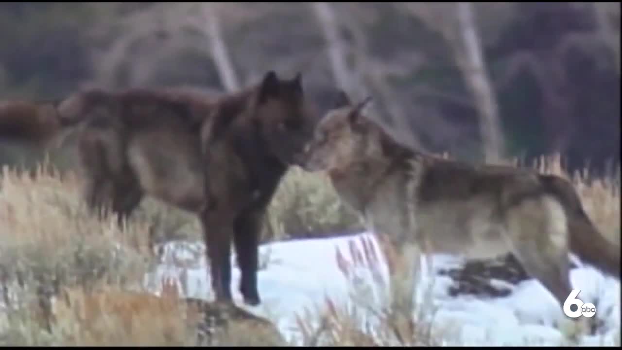 New wolf killing laws prompt push to revive protections